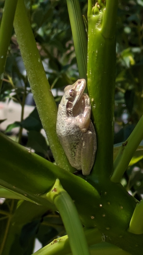 Cuban Tree Frog from Merritt Island, FL, USA on September 15, 2023 at ...