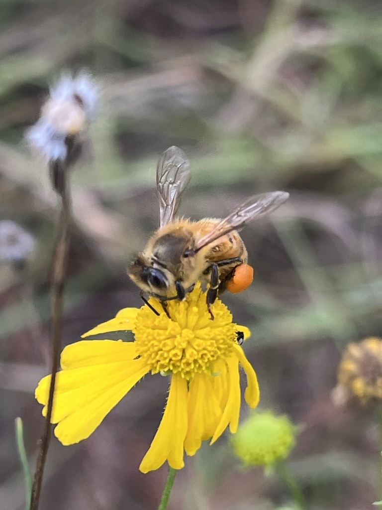 Western Honey Bee in September 2023 by Joseph M. McGee. On Bitterweed ...