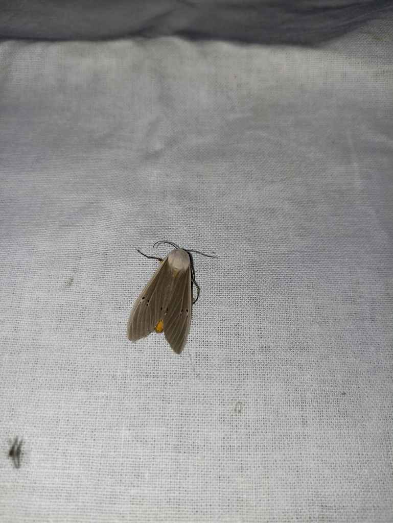 Clouded Tiger Moth from Digboi, Assam 786171, India on September 8 ...