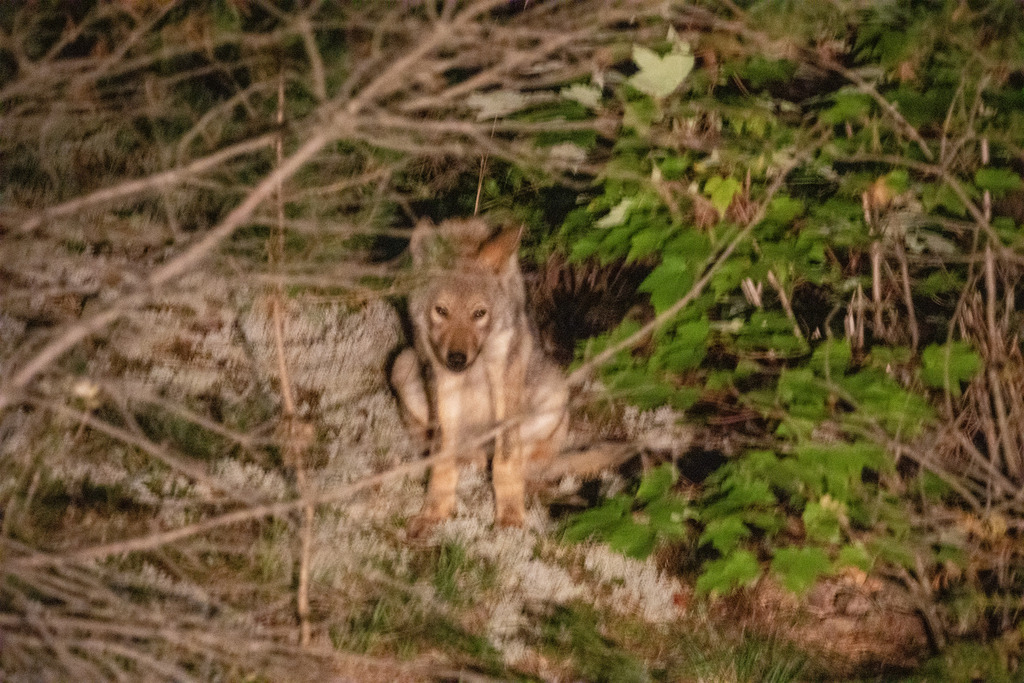 Eastern Wolf from Nipissing District, ON, Canada on September 15, 2023 ...