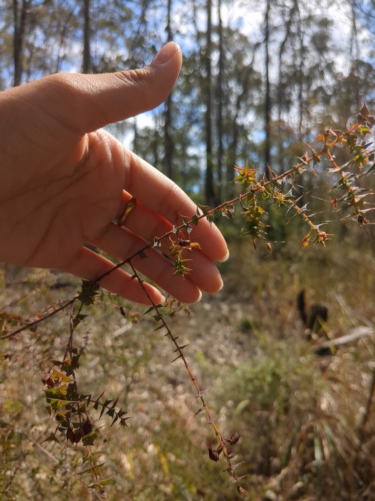 spiny bush-pea from Pine Rivers Bal, AU-QL, AU on September 16, 2023 at ...