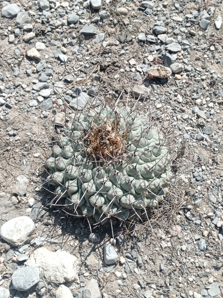 Thelocactus rinconensis in September 2023 by Kevin Uriel Jerónimo ...