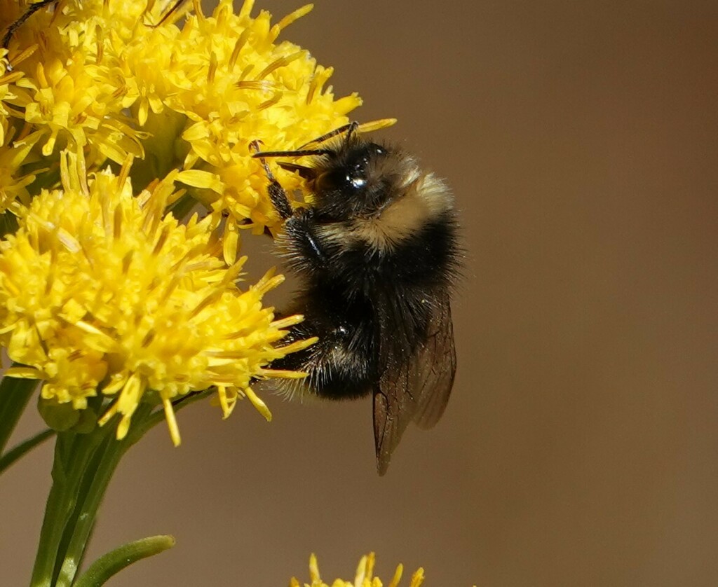 Western Bumble Bee from Grand Teton National Park, Teton County, US-WY ...