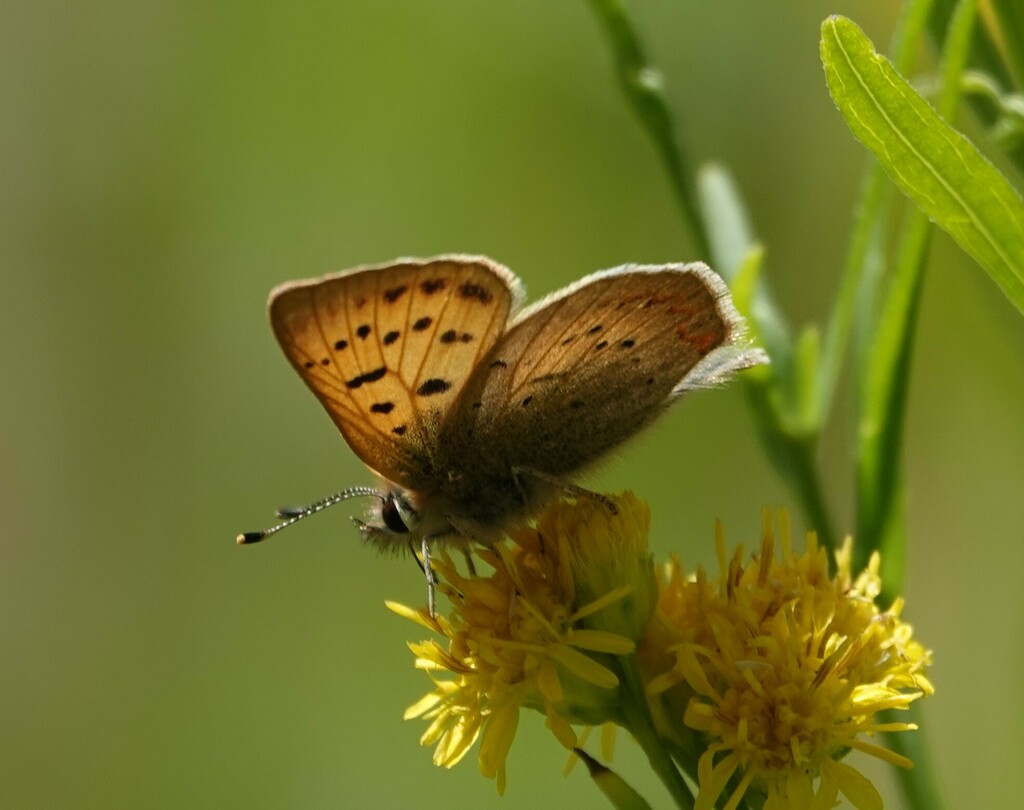 Dorcas Copper from Grand Teton National Park, Teton County, US-WY, US ...