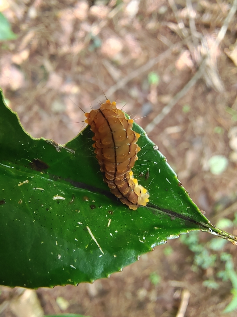 Soritia strandi from Yichun, CN-JX, CN on August 13, 2023 at 10:12 AM ...
