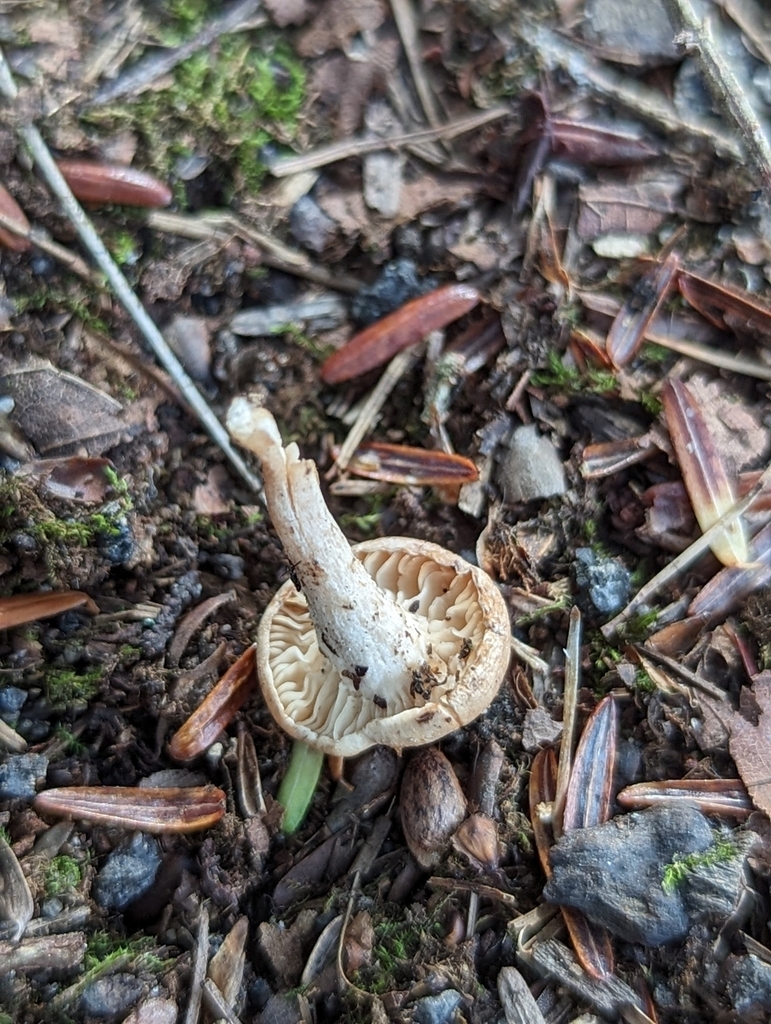 Basidiomycete Fungi from Kerhonkson, NY 12446, USA on September 15 ...