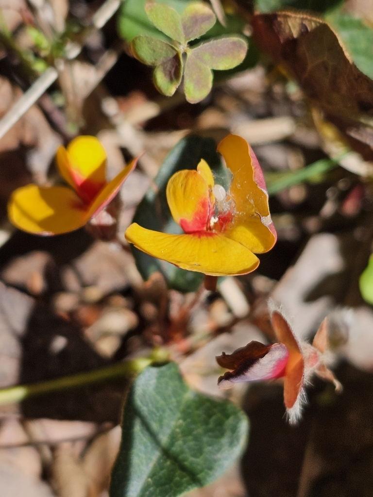 creeping bossiaea from Upwey VIC 3158, Australia on September 16, 2023 ...