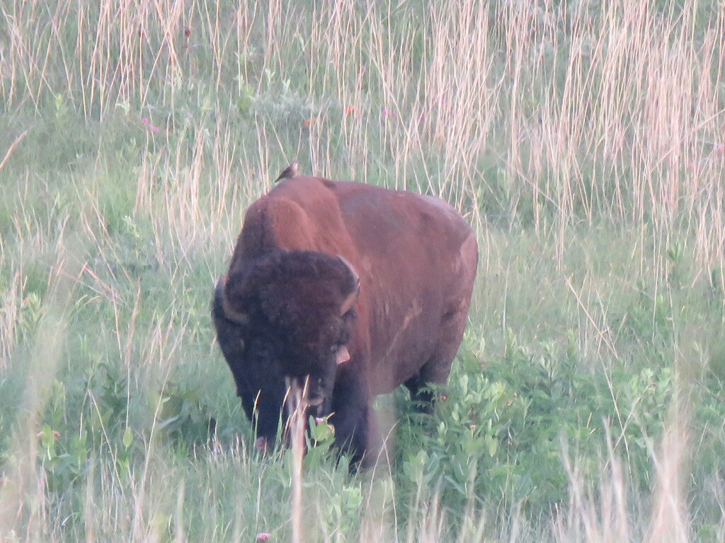 Plains Bison from Chase County, KS, USA on June 11, 2023 by Ves ...