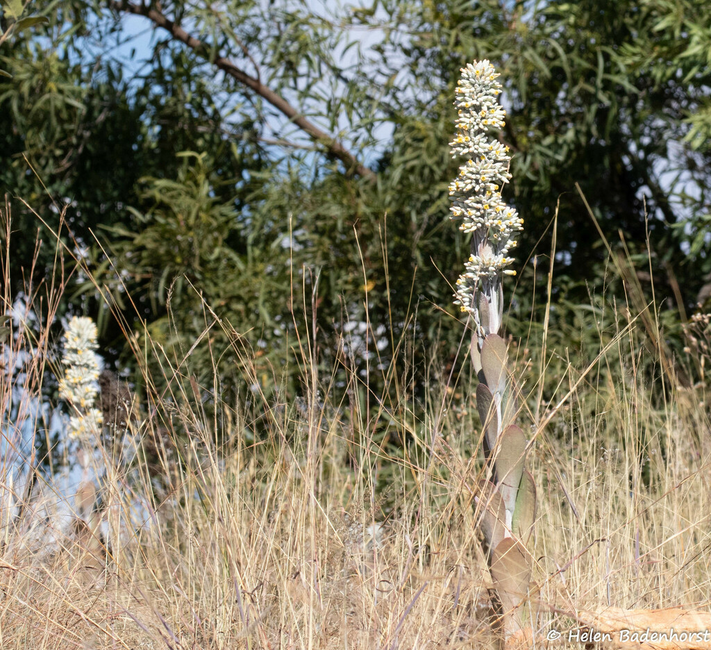 paddle plant from Bojanala Platinum District Municipality, South Africa ...