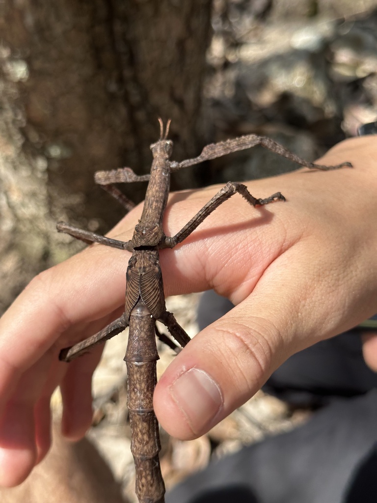 Goliath Stick Insect from Mt Coot-tha Forest, Mount Coot-Tha, QLD, AU ...