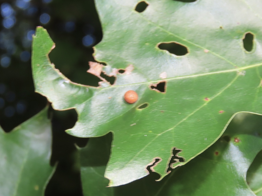 Oak Leaf Gall Midge in September 2023 by Josh Emm · iNaturalist