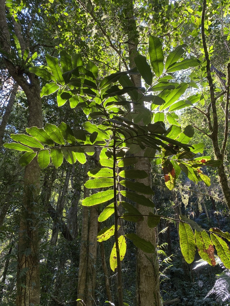 Australian tamarind in September 2023 by runswild · iNaturalist