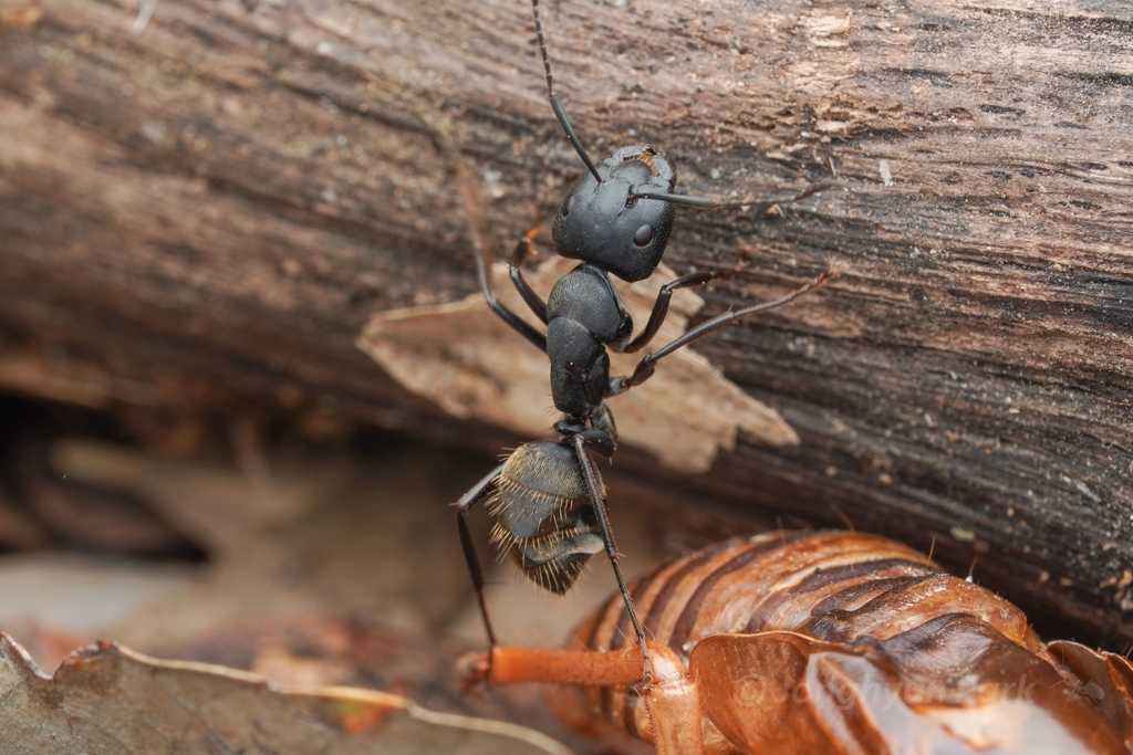 Japanese Carpenter Ant from 2001-25 Higashinakano, Hachioji, Tokyo 192 ...
