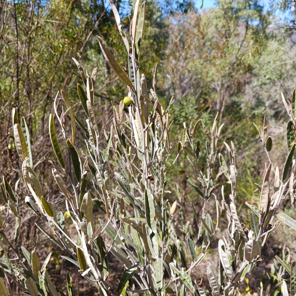 hoveas from Sawn Rocks walking track on September 16, 2023 at 10:47 AM ...