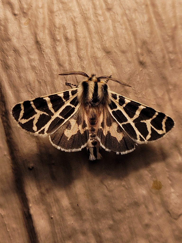 Apantesis from Meeker, CO 81641, USA on September 15, 2023 at 11:28 PM ...