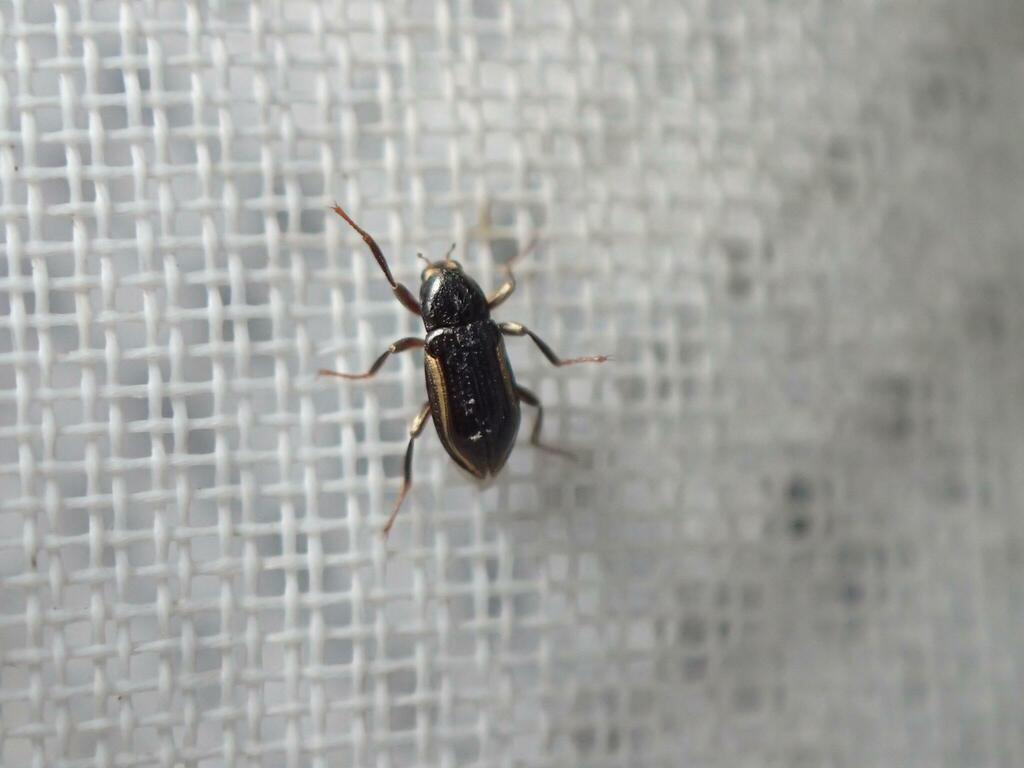 Zaitzevia awana in September 2021 by renshuchu · iNaturalist