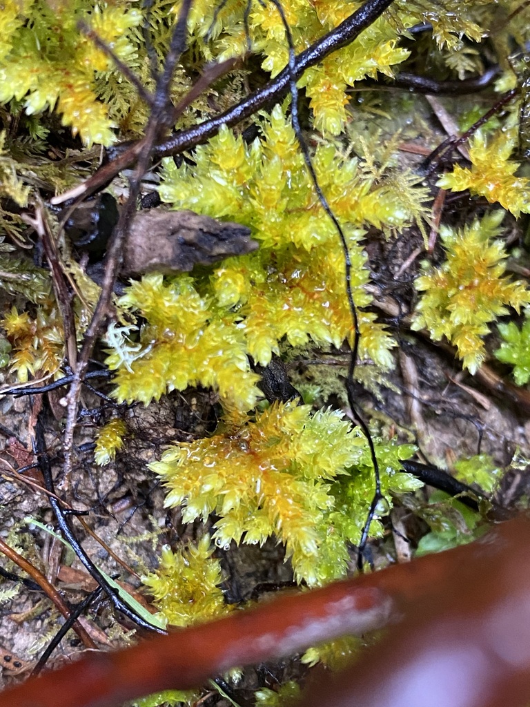 Hypnodendron from Mangawhai, New Zealand on September 3, 2023 at 01:16 ...