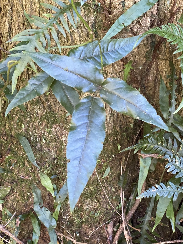 climbing panax in September 2023 by runswild · iNaturalist