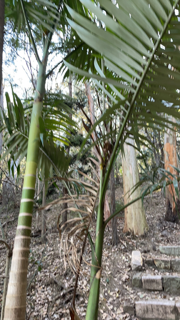 Alexandra Palm from Teneriffe on September 16, 2023 at 03:39 PM by ...