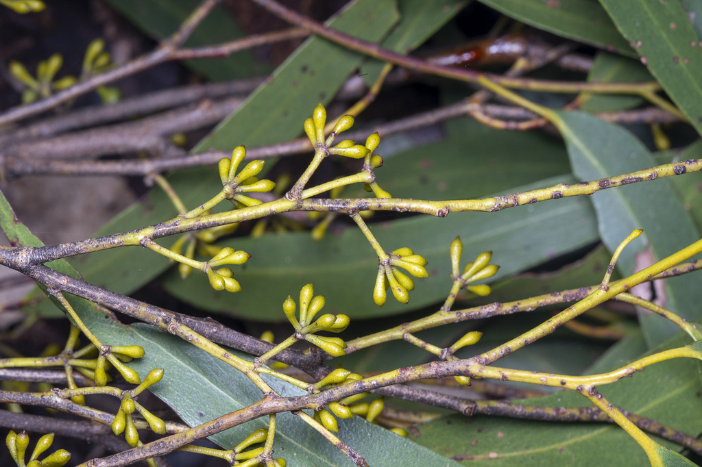 Australian Mountain Ash from Balook VIC 3971, Australia on September 16 ...