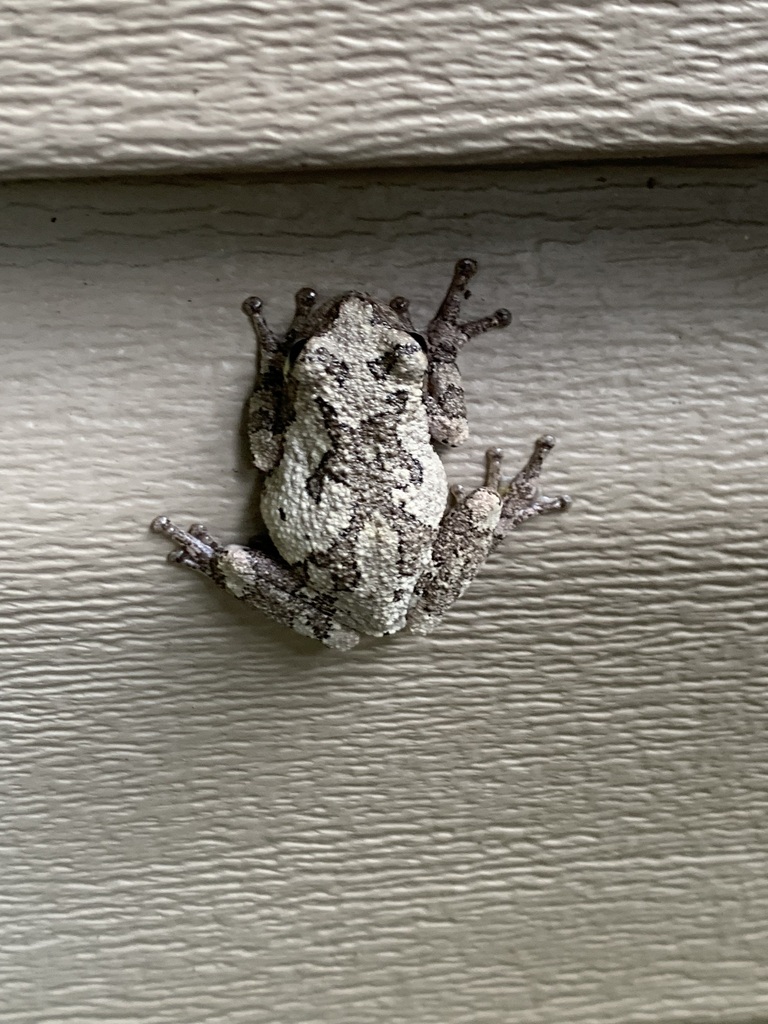 Gray Treefrog from Bella Vista, AR on September 10, 2023 at 12:09 PM by ...