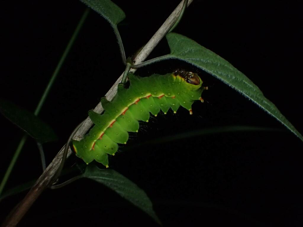 Actias aliena aliena in October 2021 by renshuchu · iNaturalist
