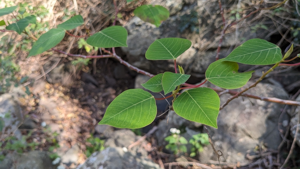 Bleeding Heart from Redbank Creek QLD 4312, Australia on September 16 ...