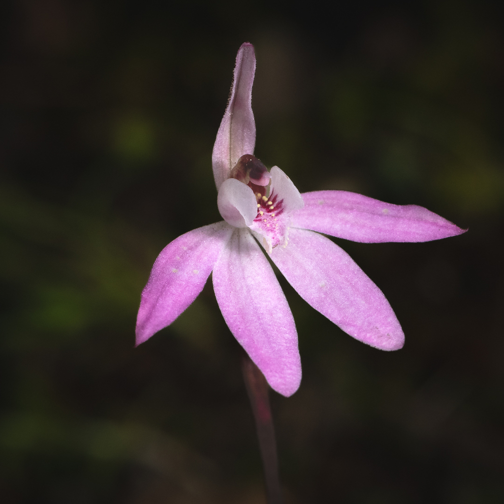 Dusky Fingers from Strangways VIC 3461, Australia on September 12, 2023 ...