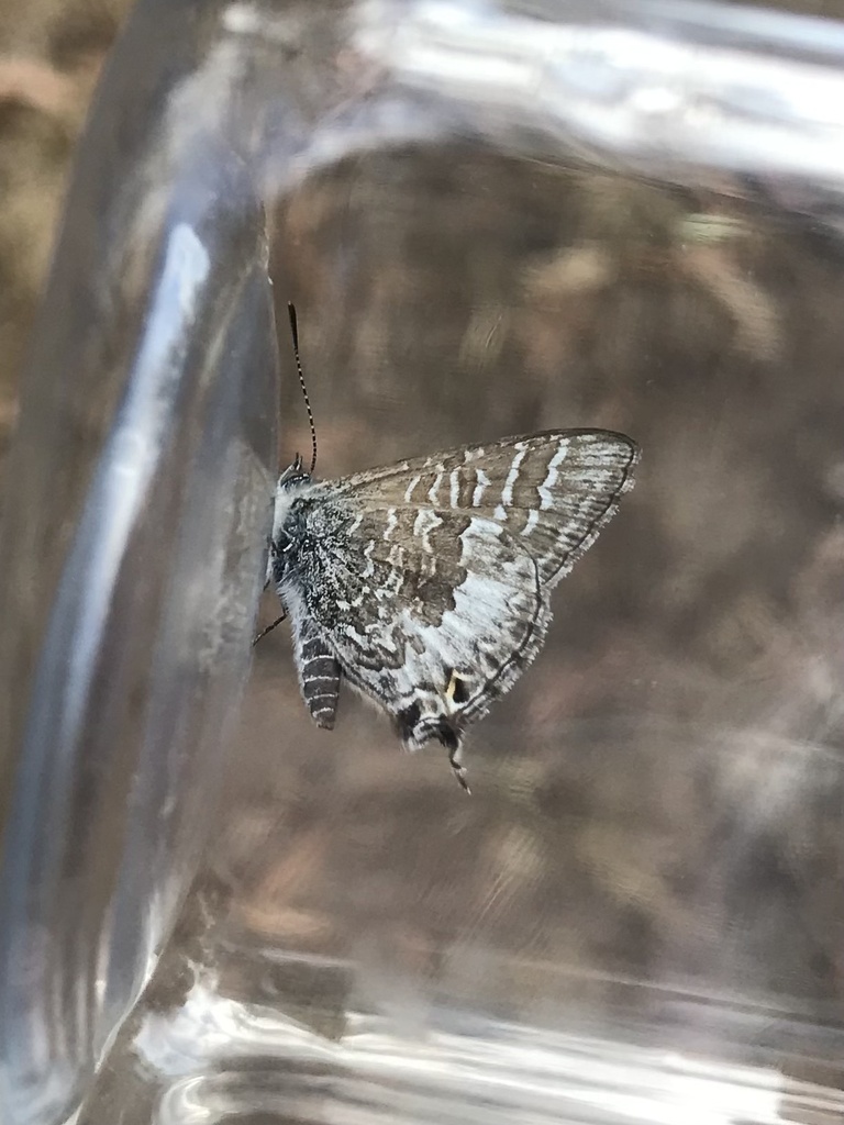 Wattle Blue from Mount Cotton, QLD, AU on September 16, 2023 at 12:09 ...