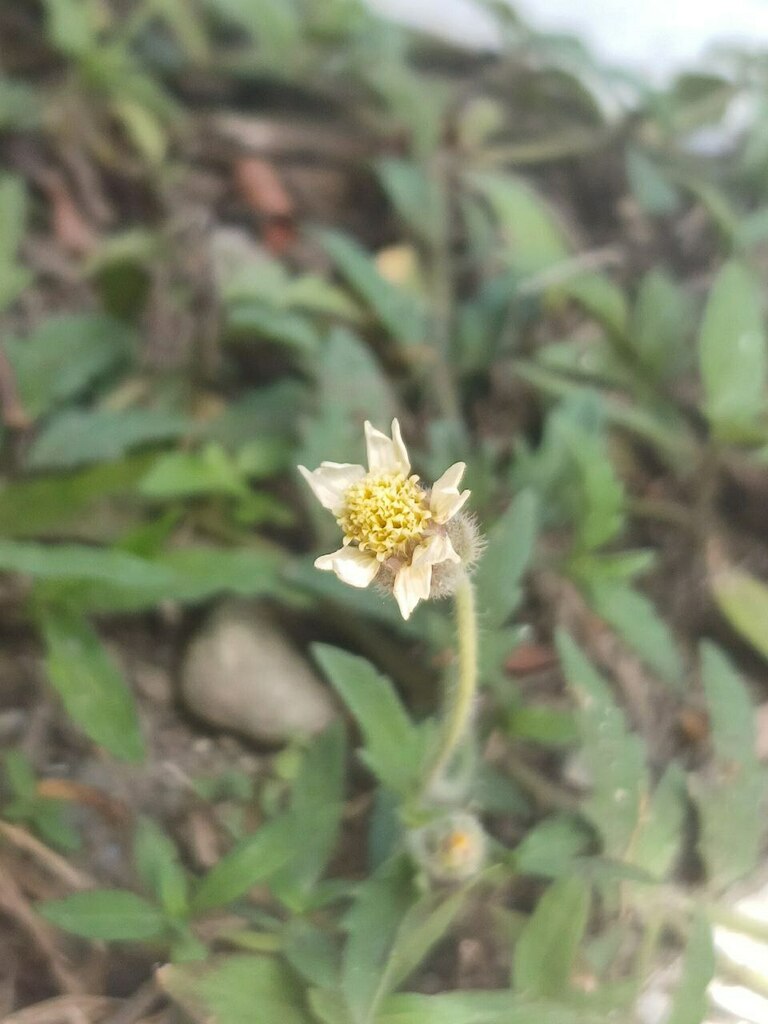 Tridax daisy from Tibanga, Iligan City, Lanao del Norte, Philippines on ...