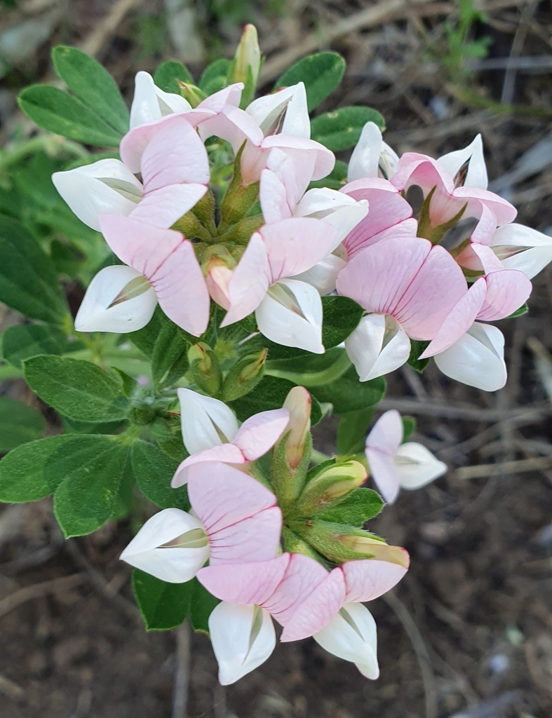 austral trefoil from St Peters SA 5069, Australia on September 16, 2023 ...