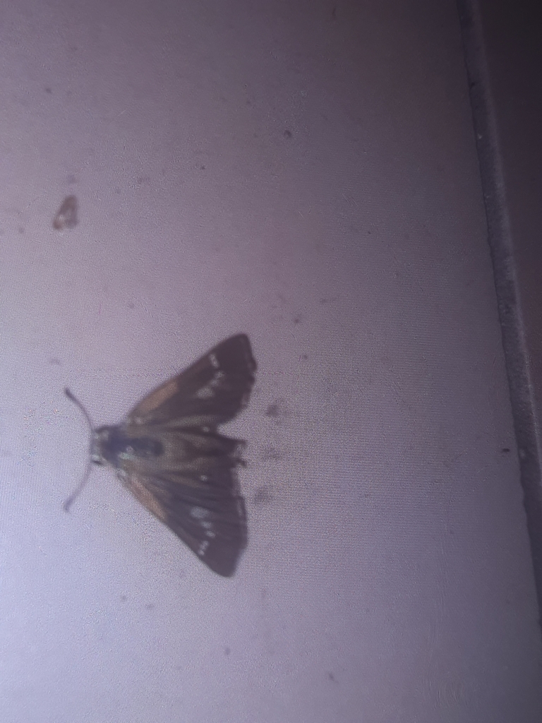 Skippers from PH5V+9VX, Chindepalle, Andhra Pradesh 517619, India on ...