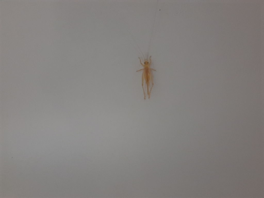 Winged and Once-winged Insects from PH4V+VRP, Chindepalle, Andhra ...