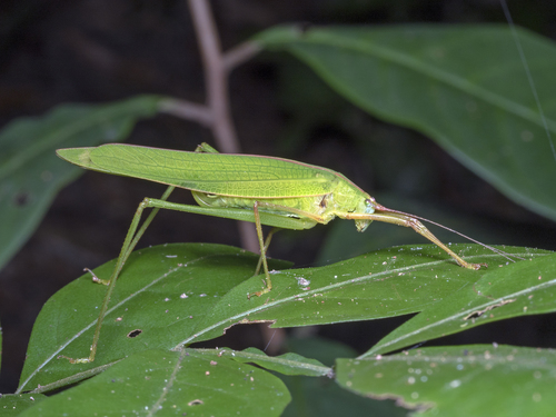 Elimaea chloris · iNaturalist