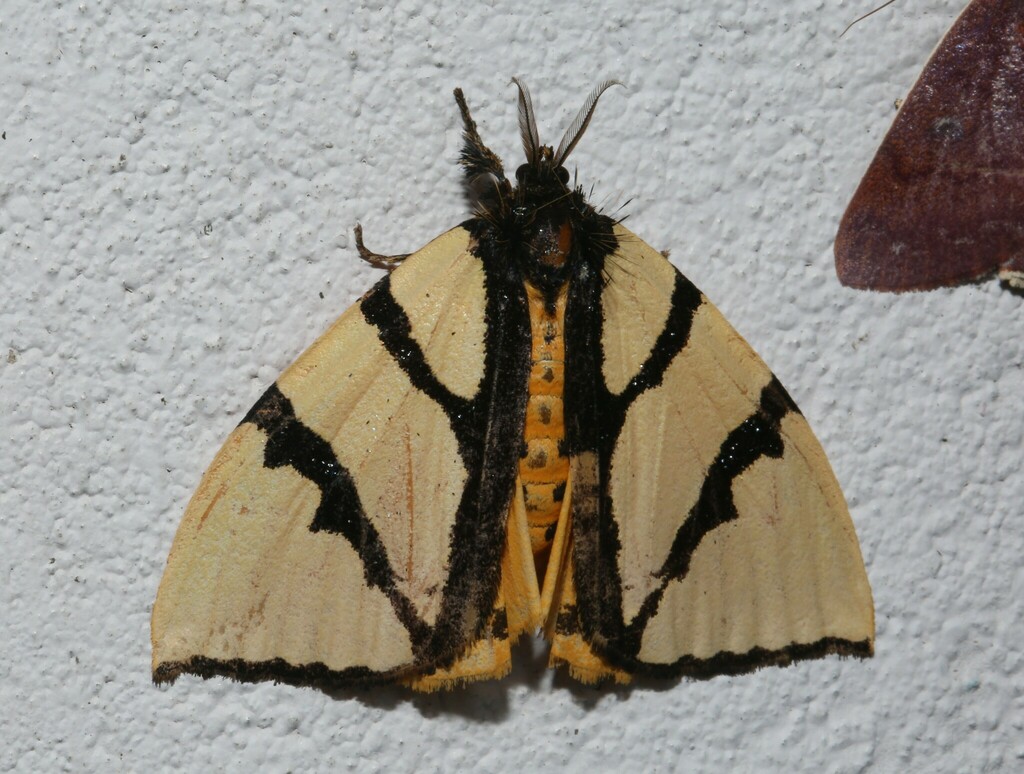 Numenes siletti from mawlyngbna, Umkhakoi, Lawbah Rd., Shillong ...