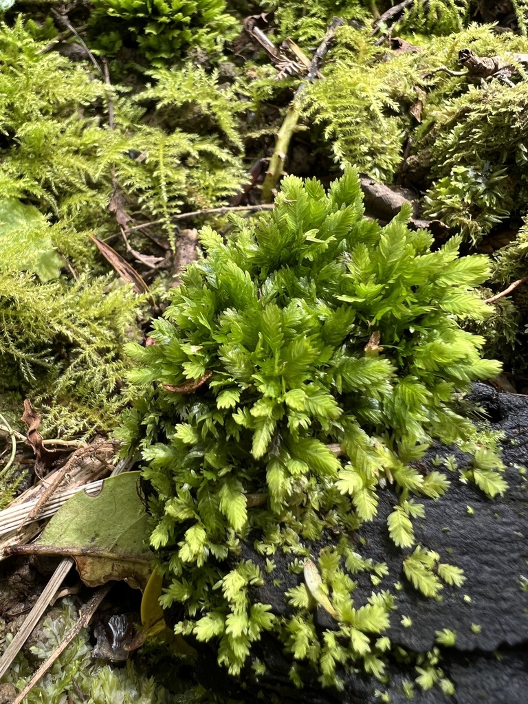 Common Pocket-moss from North Island, Drury, Auckland, NZ on September ...