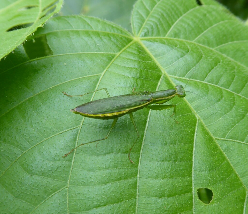 Asian Ant Mantises from Isulan, Sultan Kudarat, Philippines on August ...