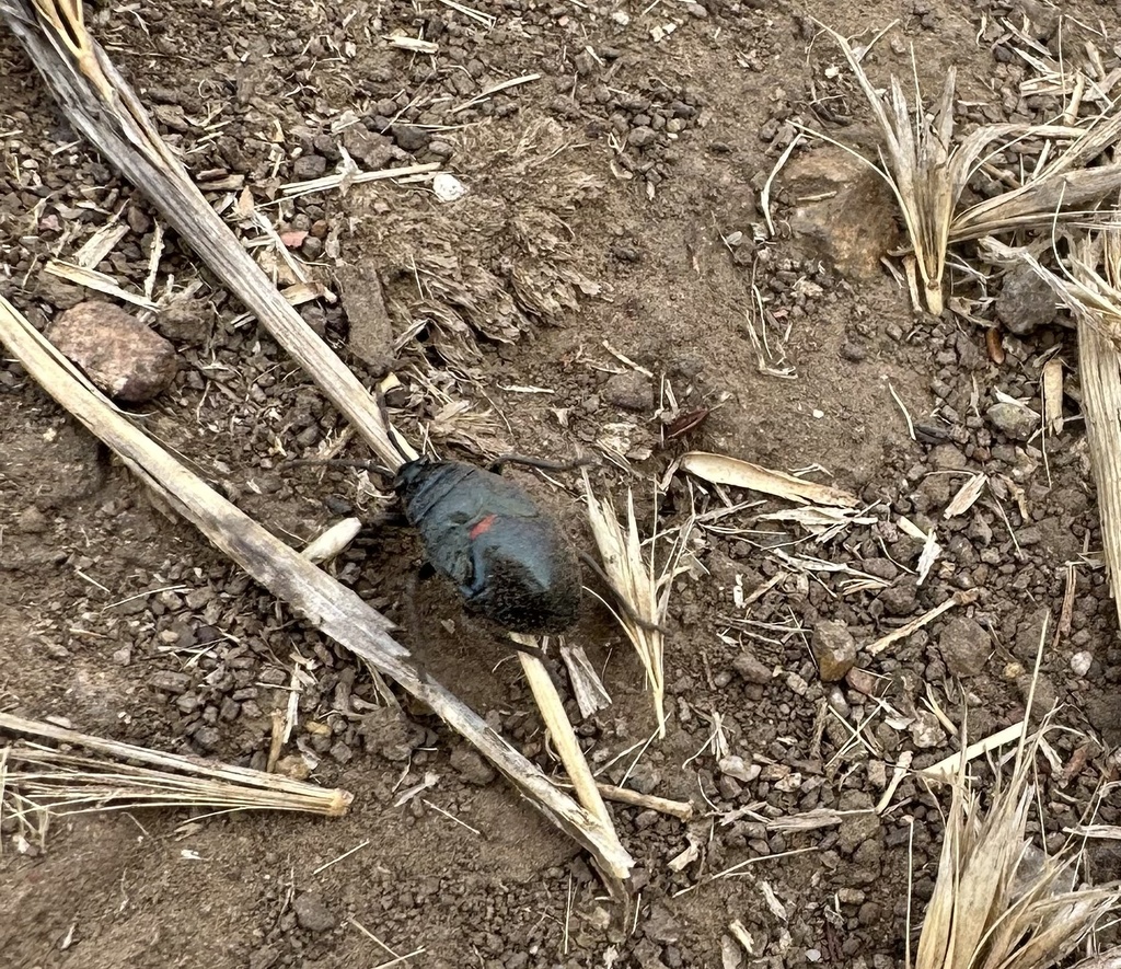 California Bordered Plant Bug from Channel Islands National Park, CA ...
