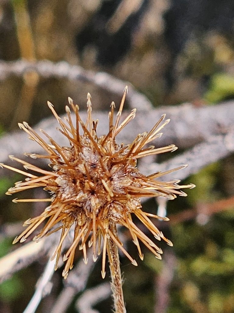 bidgee-widgee from Maitai, Nelson, New Zealand on September 16, 2023 at ...