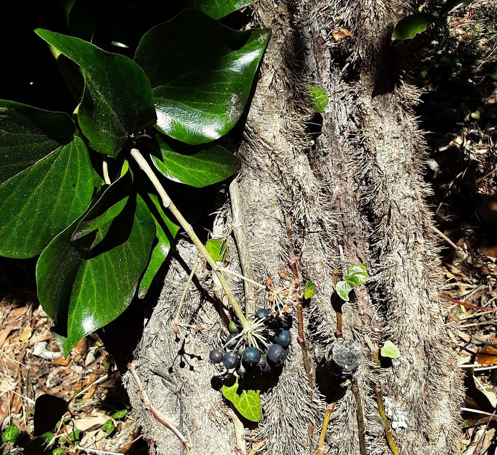 common ivy from Sunny Corner State Forest NSW 2847, Australia on ...
