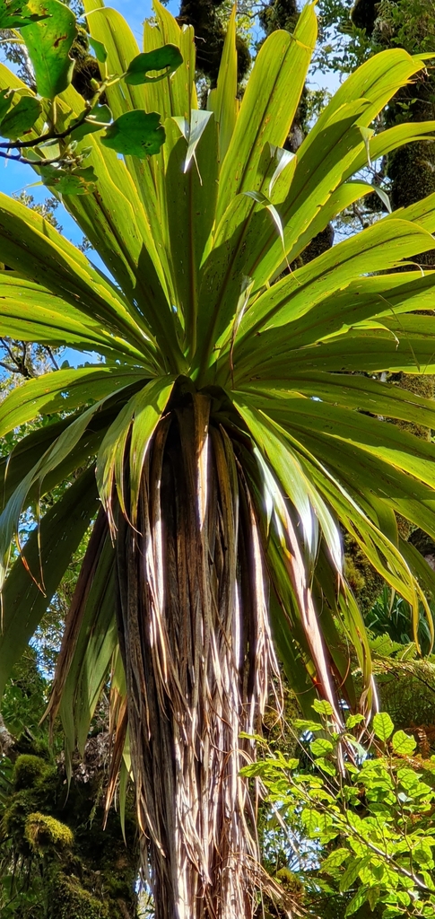 Mountain Cabbage Tree from Stratford 4391, New Zealand on September 16 ...