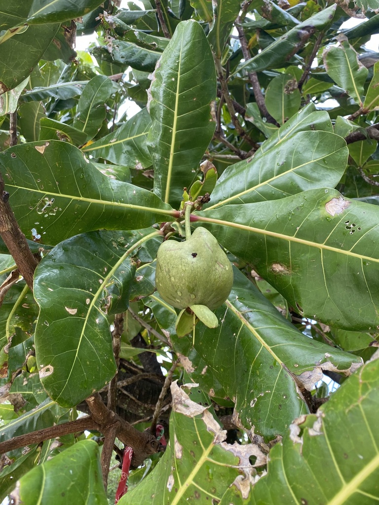 Fish Poison Tree from Nouville, Nová Kaledonie, NC on September 16 ...