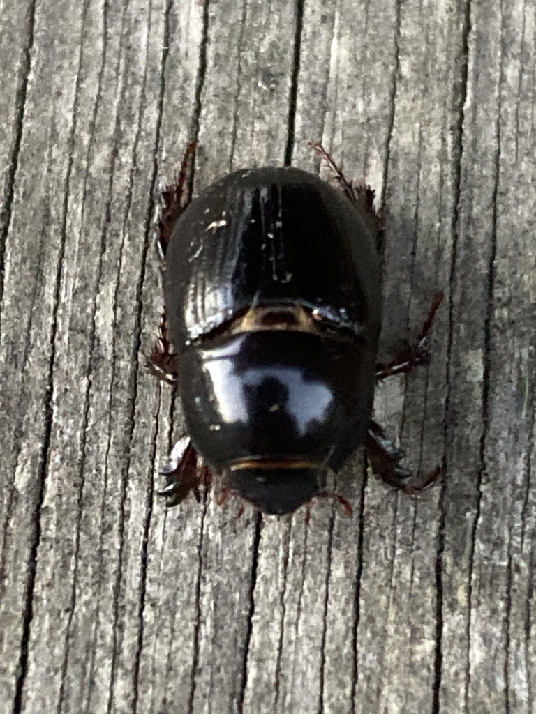 African Black Beetle from Burraneer Rd, Coomba Park, NSW, AU on ...