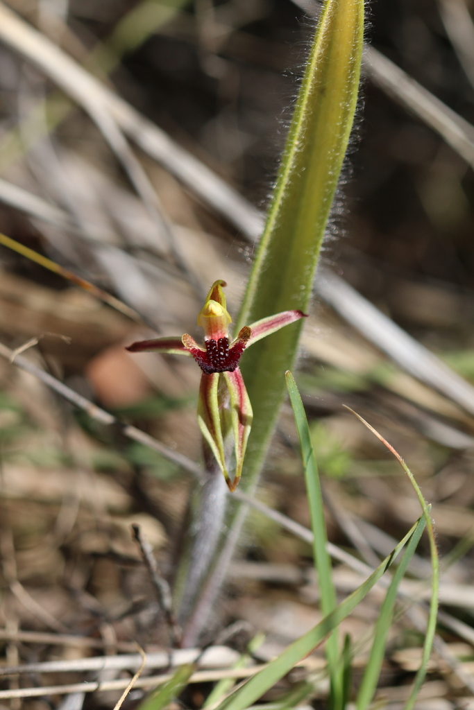 Canberra spider orchid in September 2023 by Hauke Koch · iNaturalist