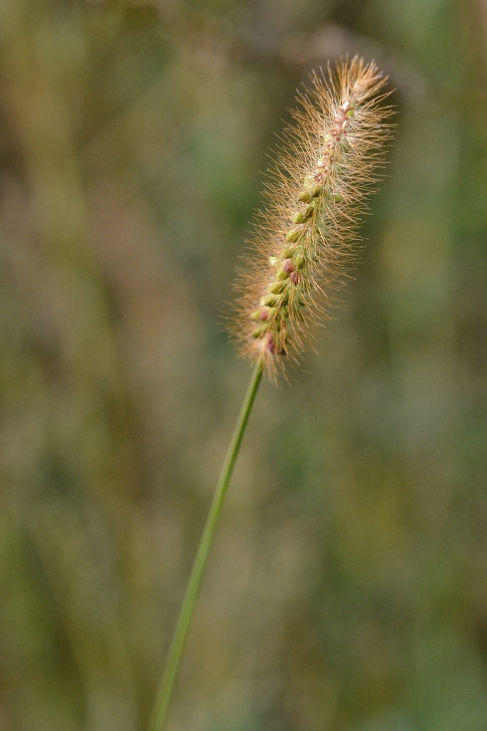 yellow foxtail from 293 01 Mladá Boleslav, Česko on September 13, 2023 ...
