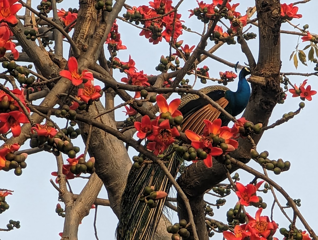 Red Silk Cotton Tree from Prem Nagar, Hazratganj, Lucknow, Uttar ...