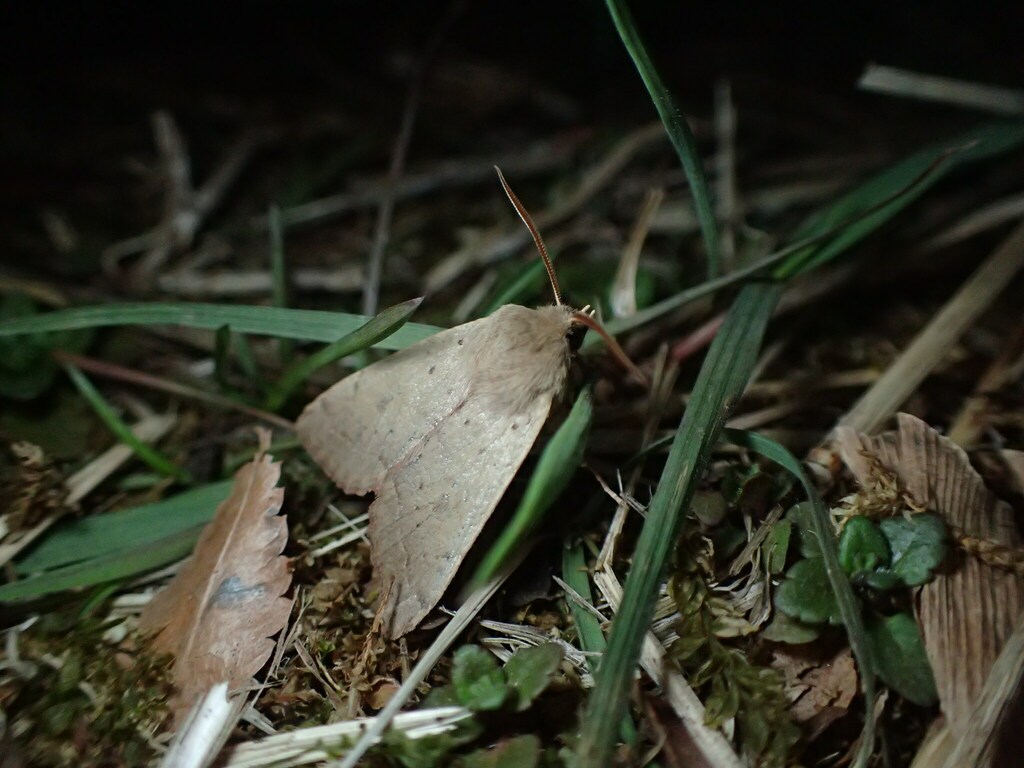 関東平野部で出会える冬夜蛾（キリガ）類【春キリガ編：10種】 - 採集記・記録+鱗翅目（チョウ目）
