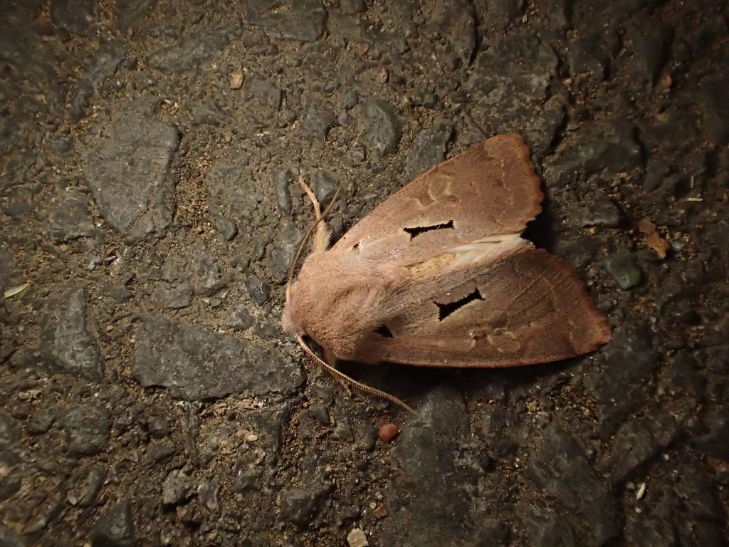 関東平野部で出会える冬夜蛾（キリガ）類【春キリガ編：10種】 - 採集記・記録+鱗翅目（チョウ目）