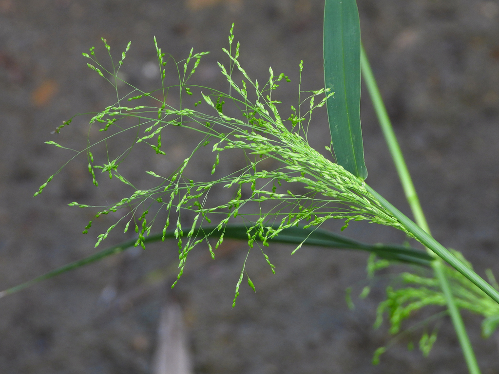 Panicum bisulcatum from Laoshan District, Qingdao, Shandong, China on ...