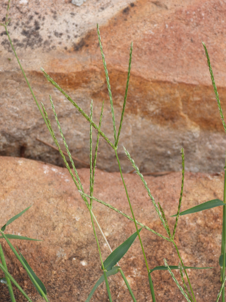 Tropical Finger-grass (Grasses, Sedges, Catails, and Allies (Order ...